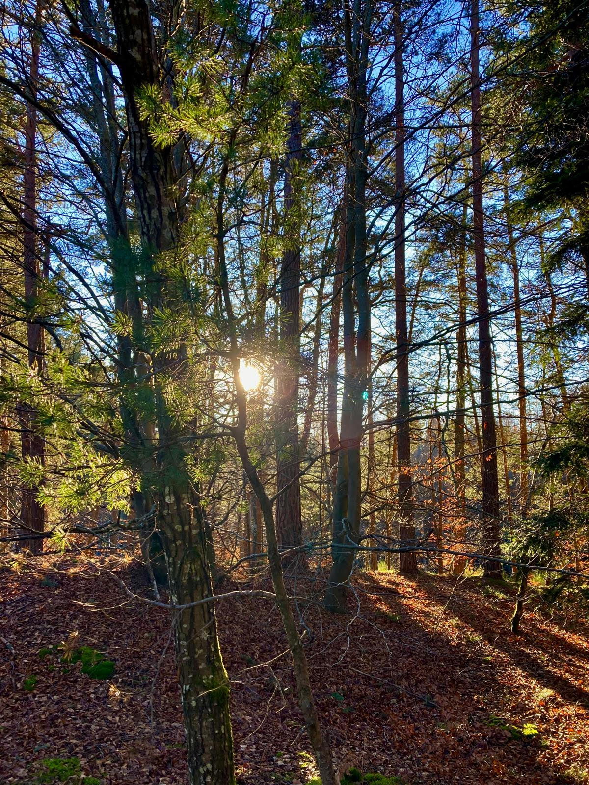 PREMIERS PAS – 2025 | La Compagnie Nagananda – L'imagination au pouvoir